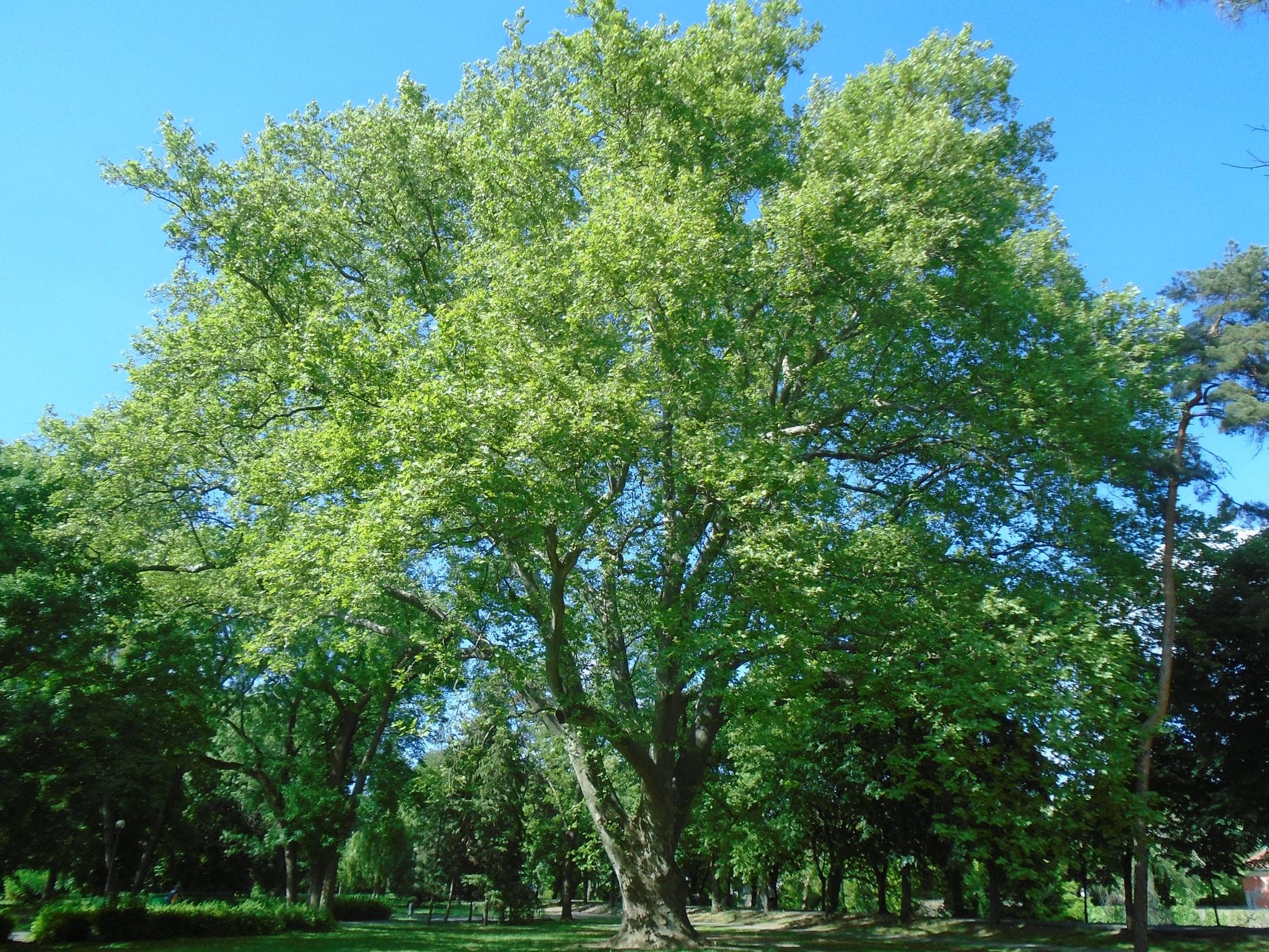 Az érsekkerti platán lehet az Év Fája - Egripost.hu